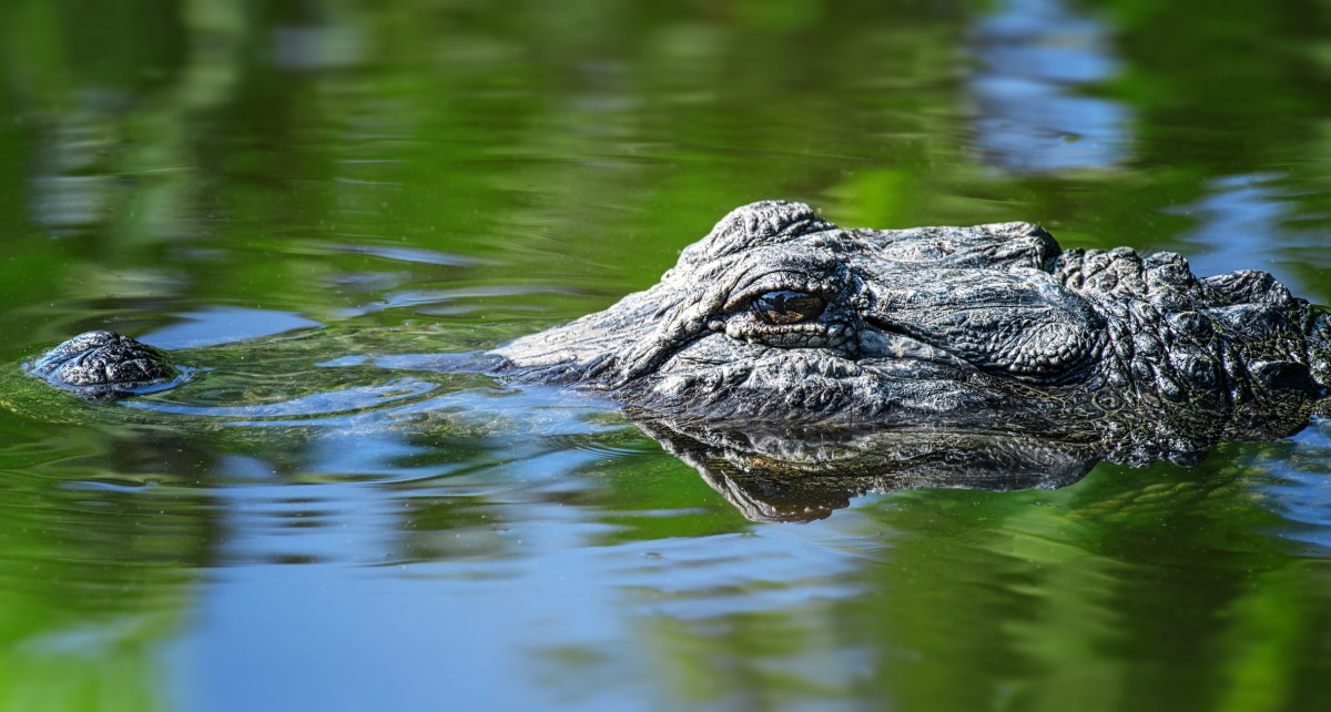 Two Orange Alligators Spotted in South Carolina - InsideHook