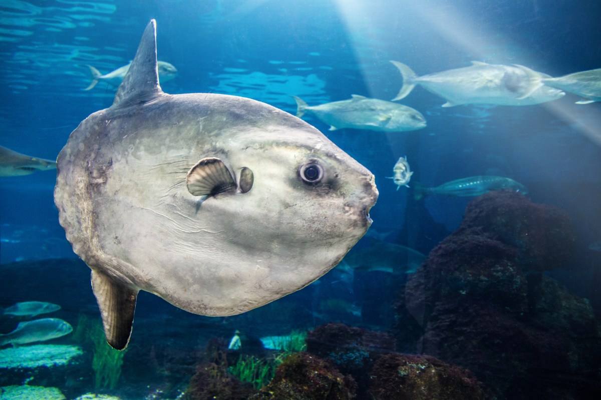 A Look At the Weird Pancake-Like Fish That Keeps Surprising Beachgoers ...