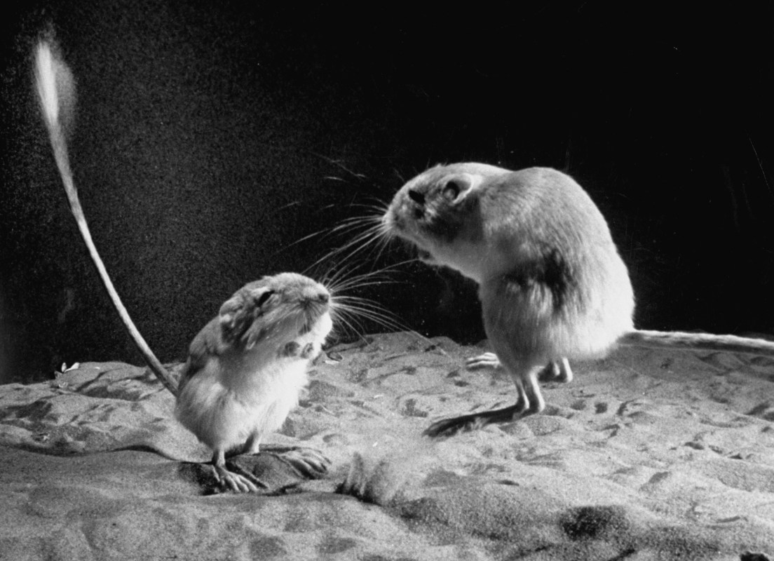 Ninja Rat Drop-Kicks Deadly Rattlesnake in Epic Slow-Motion Video ...