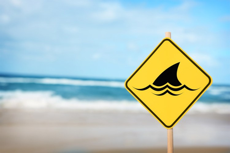 New App Sharktivity Is Basically Waze for Shark Sightings - InsideHook