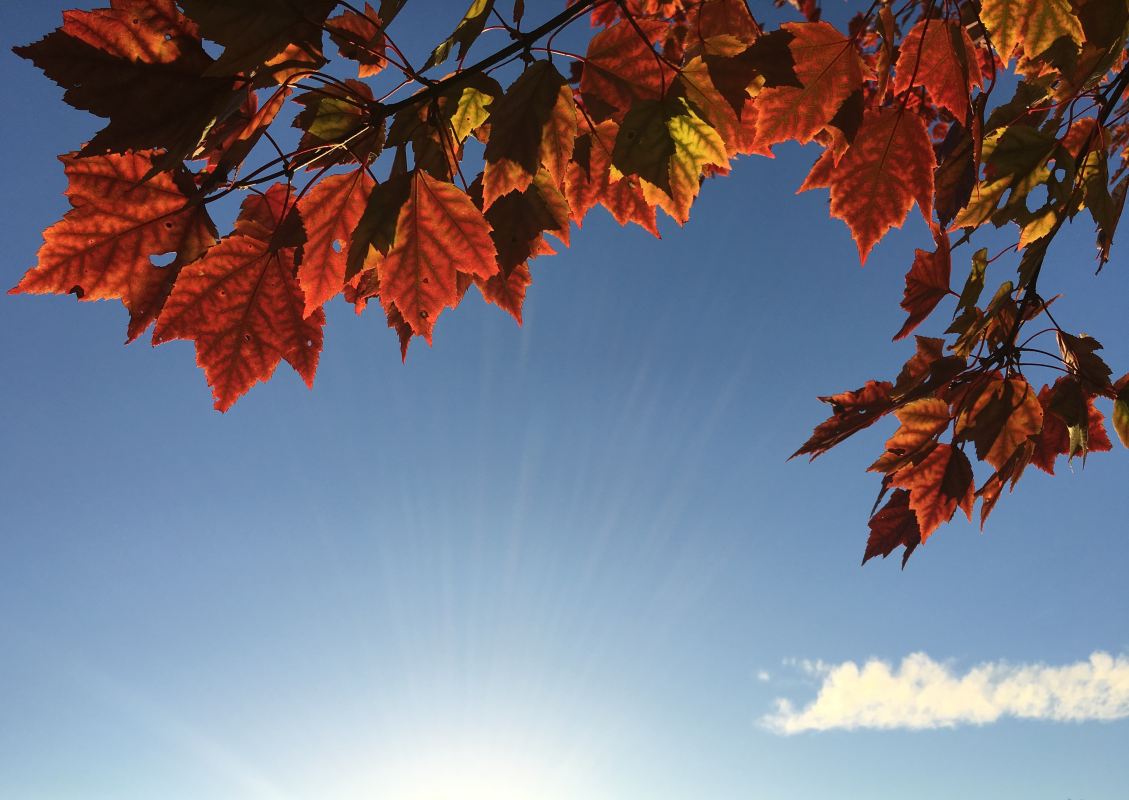 This Fall Foliage Map Shows the Best Time and Place to See the Leaves ...