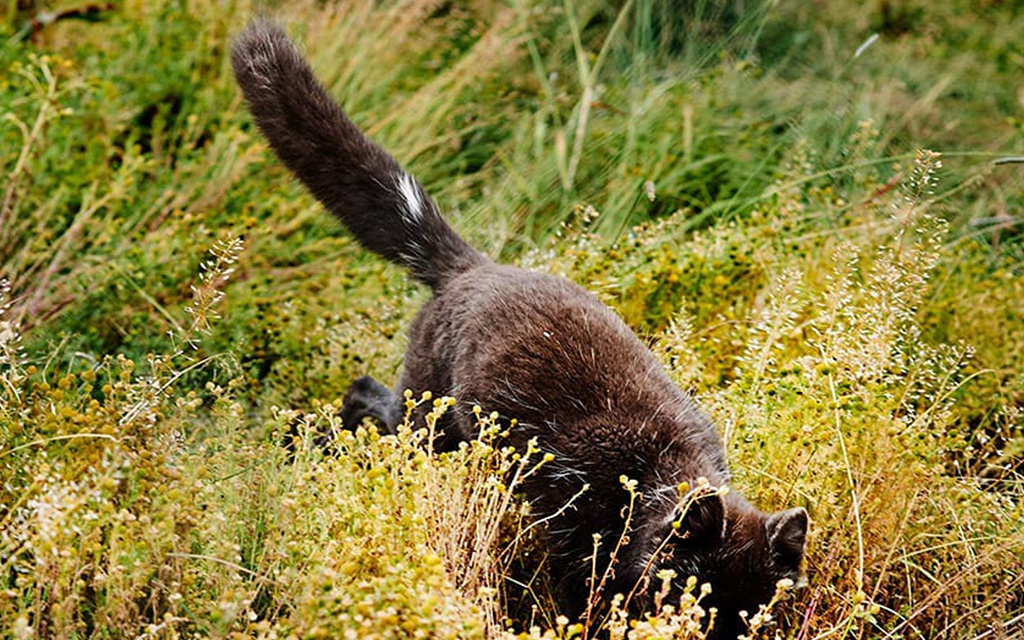Airbnb Animal Experiences: Book Animal Experiences on Airbnb - InsideHook