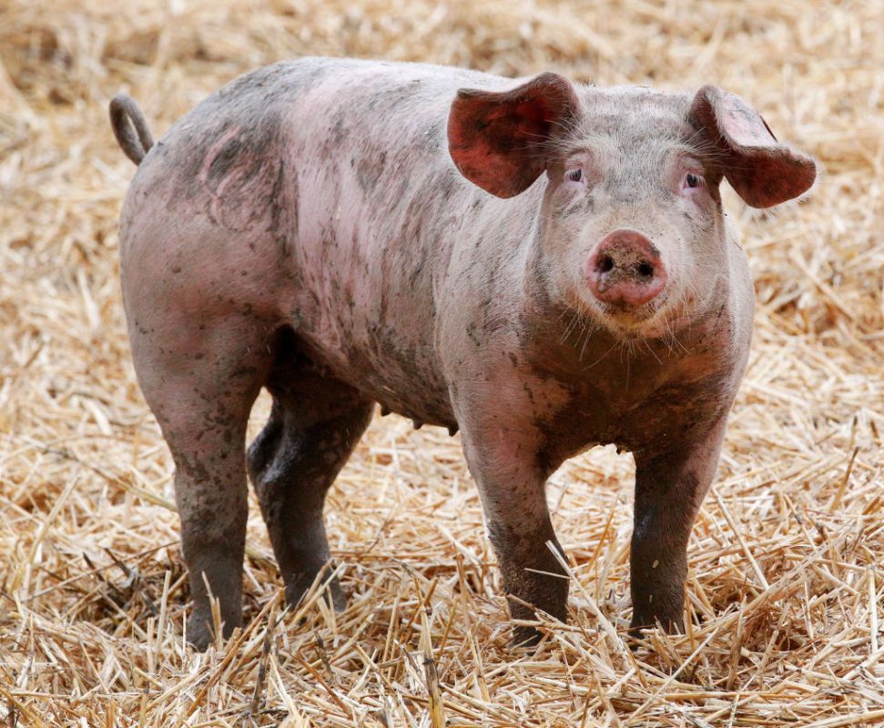 Pigs Weighing Over 1,000 Pounds Being Bred in China's Guangxi Province ...