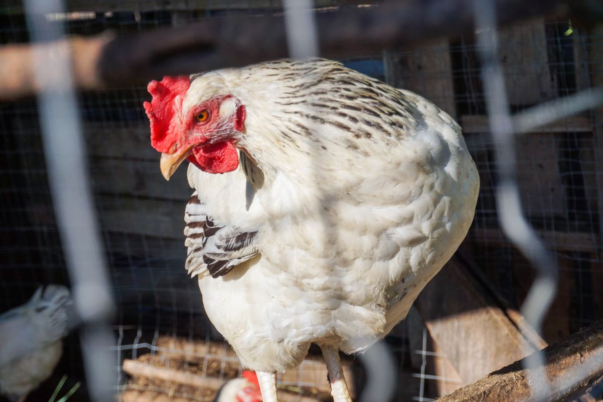 What Is Lifestyle Farming? - InsideHook