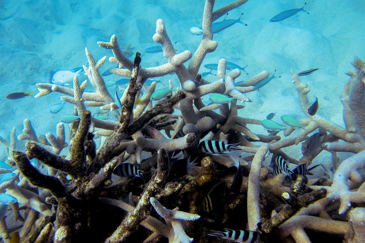 Marine Researchers Use Sound to Revitalize Dying Reefs - InsideHook