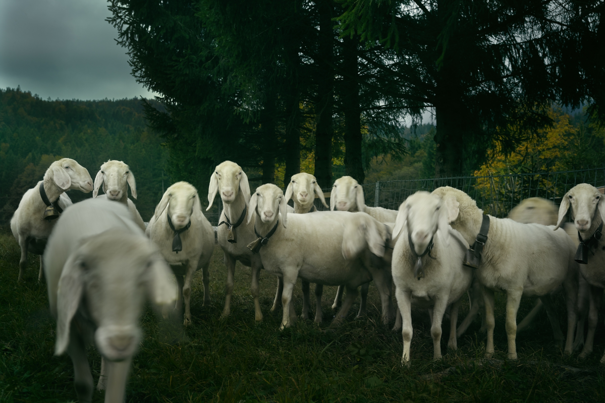 No One Shoots an Animal Quite Like Photographer RJ Kern - InsideHook