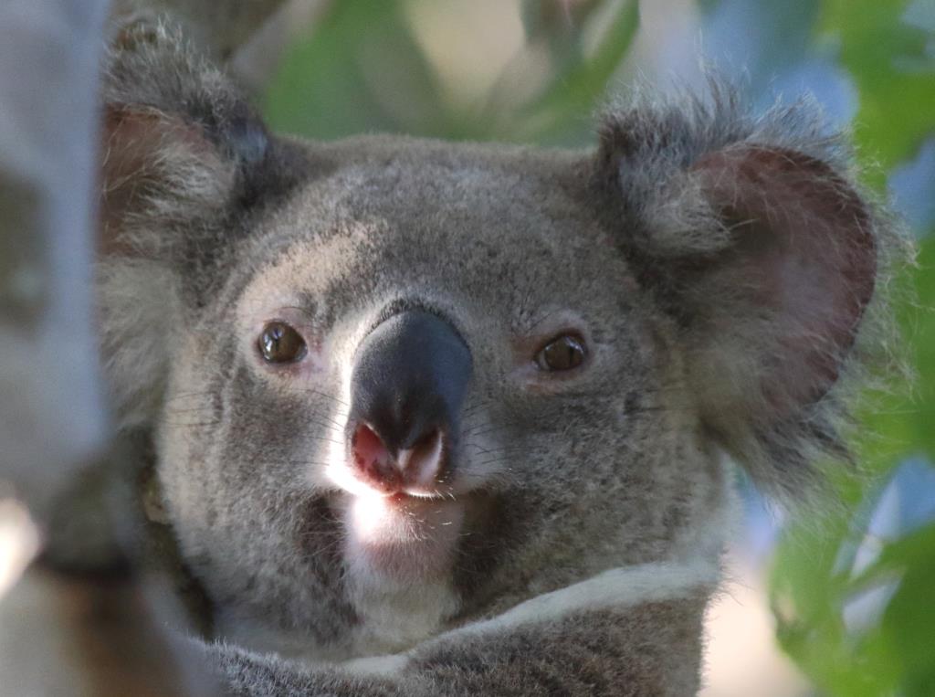 Experts Estimate 480 Million Animals Killed in Australian Fires ...