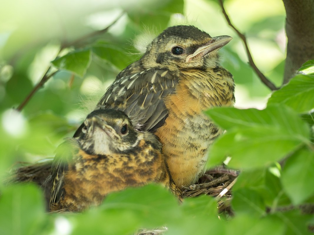 French Bird Hunters Attract Controversy for Glue Trap Usage - InsideHook