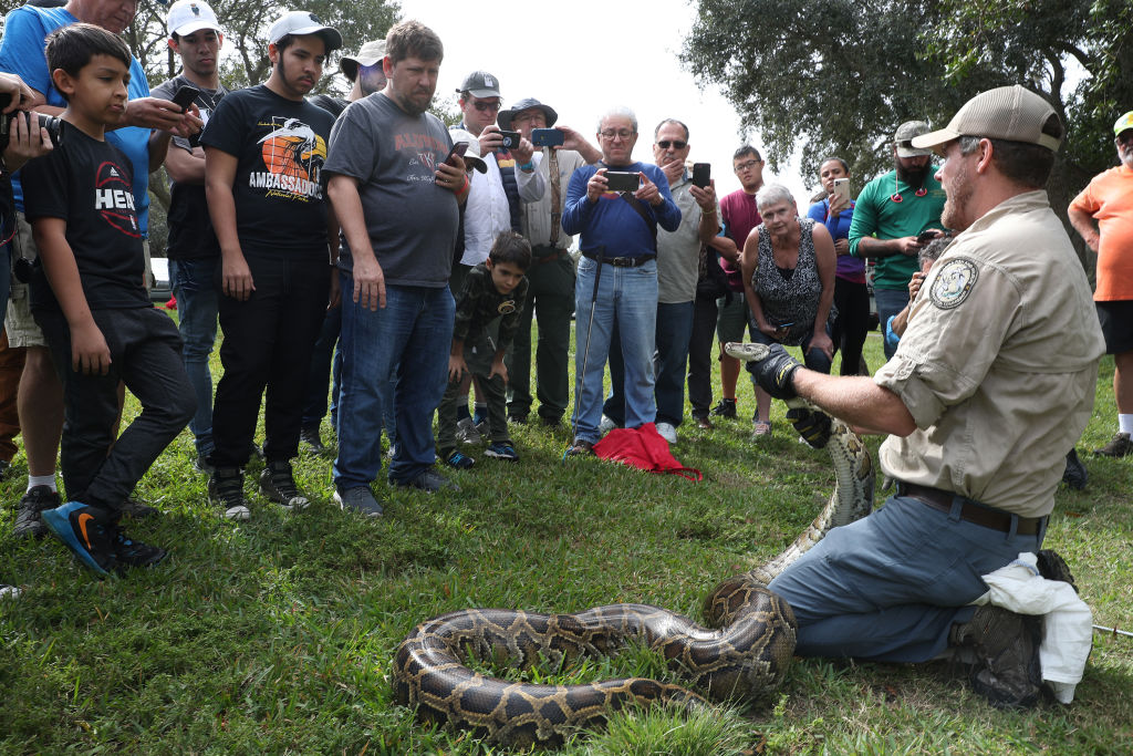 Florida Python Bowl Results in Capture of 80 Snakes - InsideHook