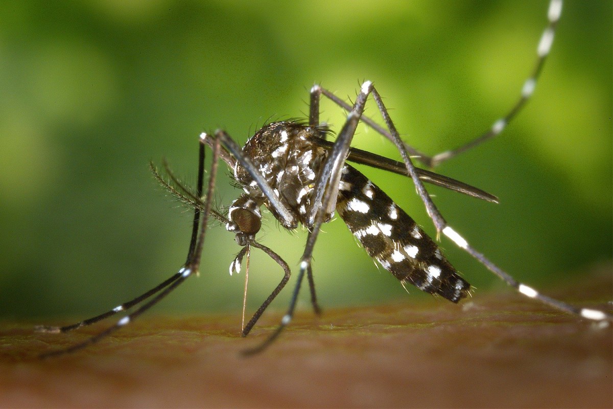 Can Google's Debug Project Actually Get Rid of Mosquitoes? - InsideHook