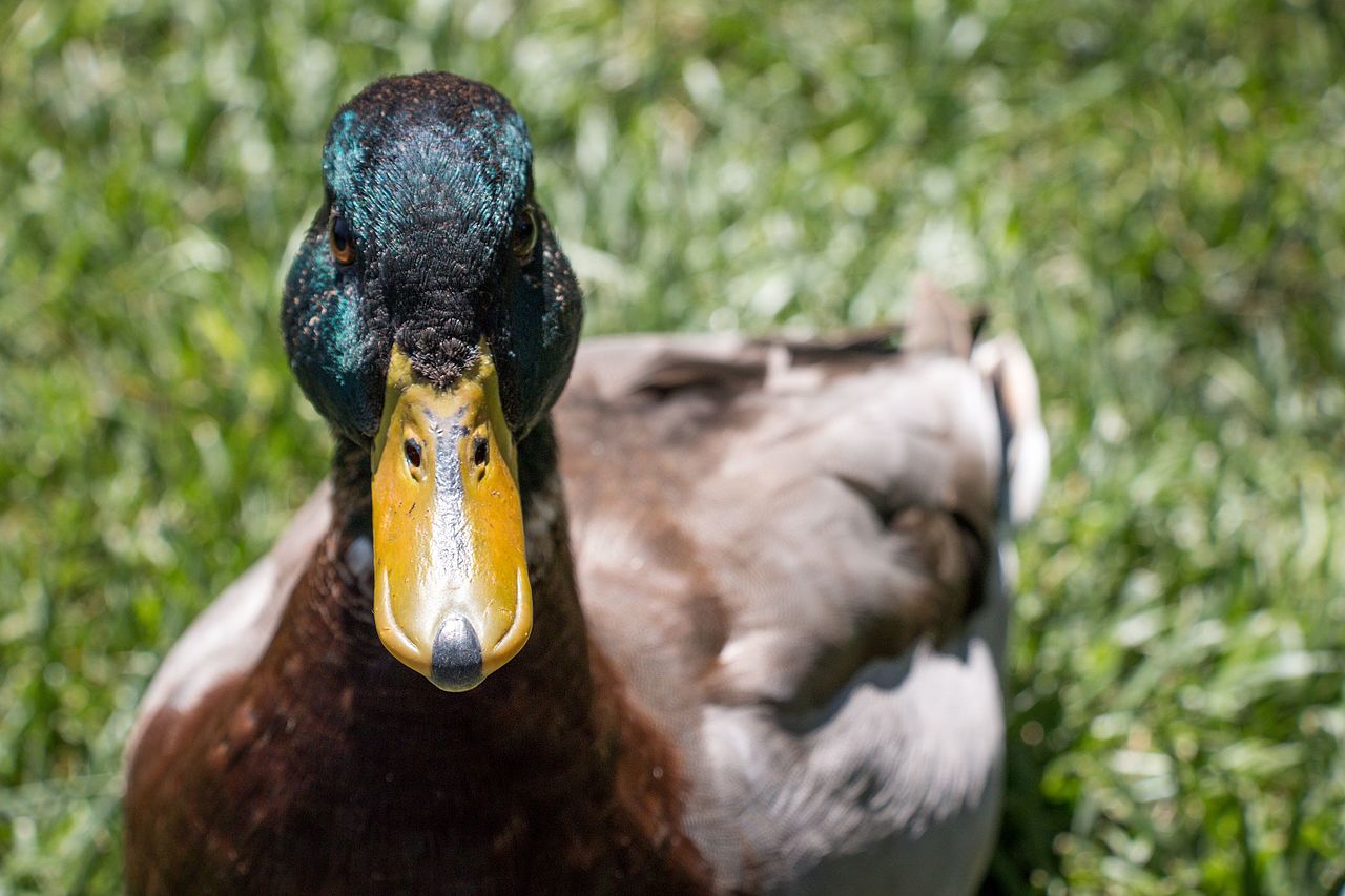 China Enlists Ducks to Fight Locusts Locally and Abroad - InsideHook