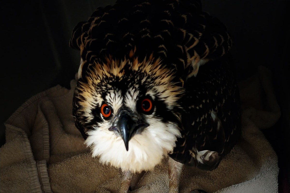 How to Save a Bird of Prey: U of M Raptor Center Stories - InsideHook