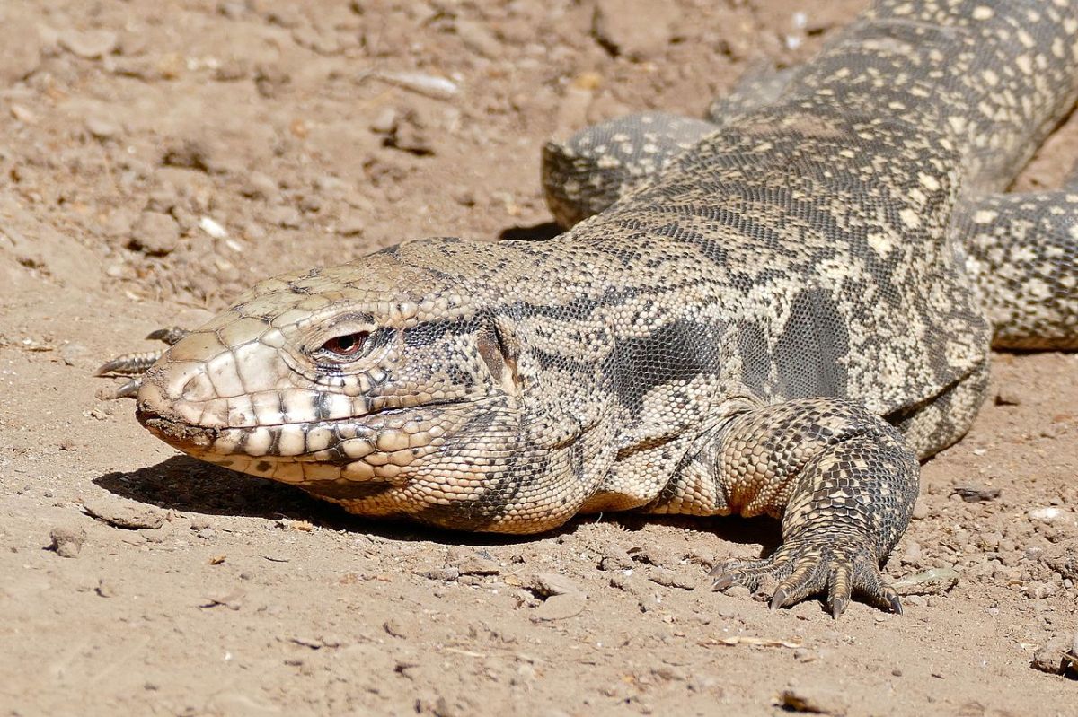 Wild, Dog-Sized Lizards Known as Tegus Multiply in US - InsideHook