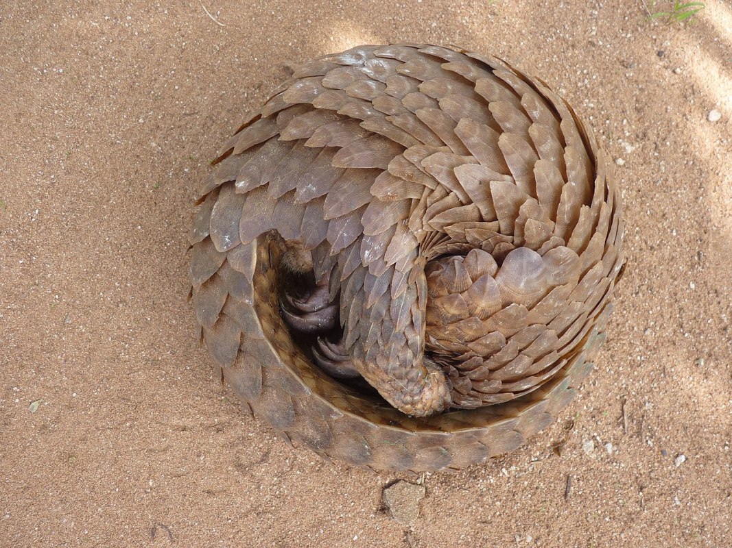 Report: Wildlife Trade Bans May Not Work As Intended - InsideHook