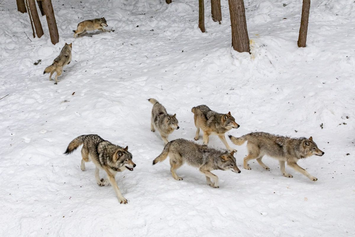 Wolves Won Big in the Latest Colorado Election - InsideHook