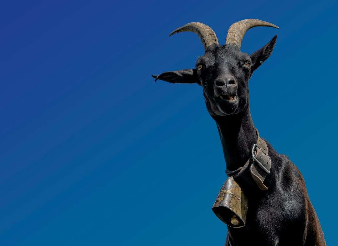 Mathematician Finds Solution For Goat-Related Problem - InsideHook