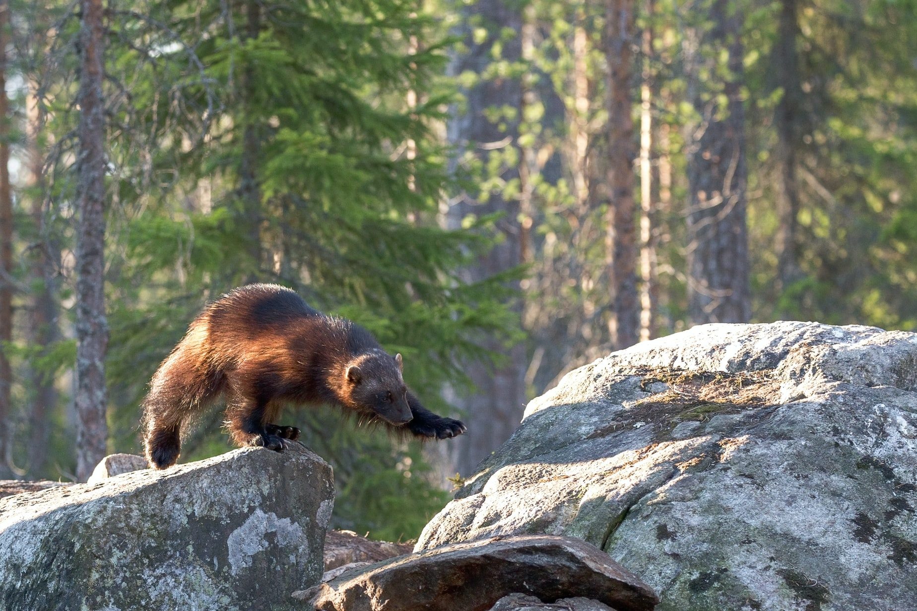First Wolverine Seen on Video in Yellowstone in Years - InsideHook