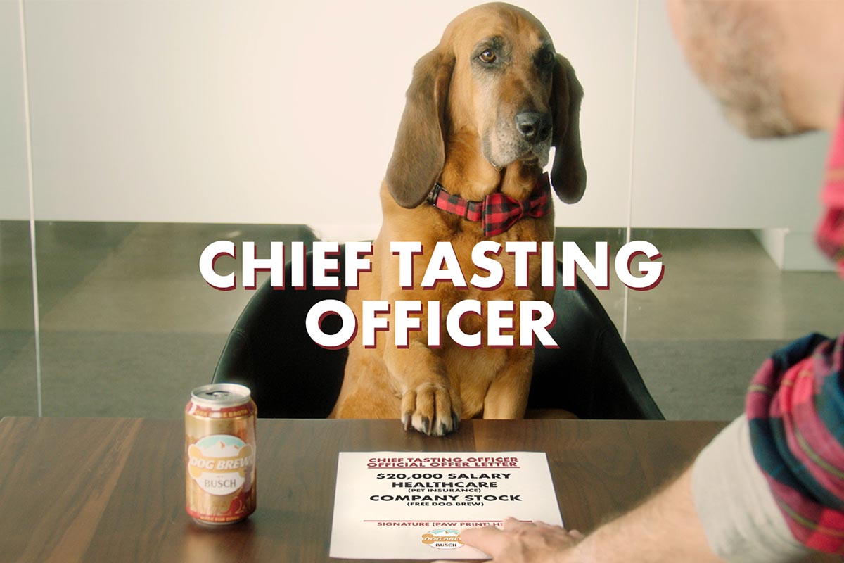 This Real Busch Beer Tasting Job Is Only for Dogs - InsideHook