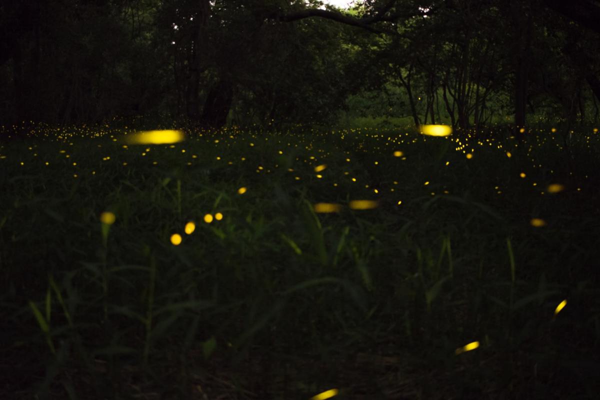 Is Firefly Tourism Endangering the Bugs People Came to See? - InsideHook