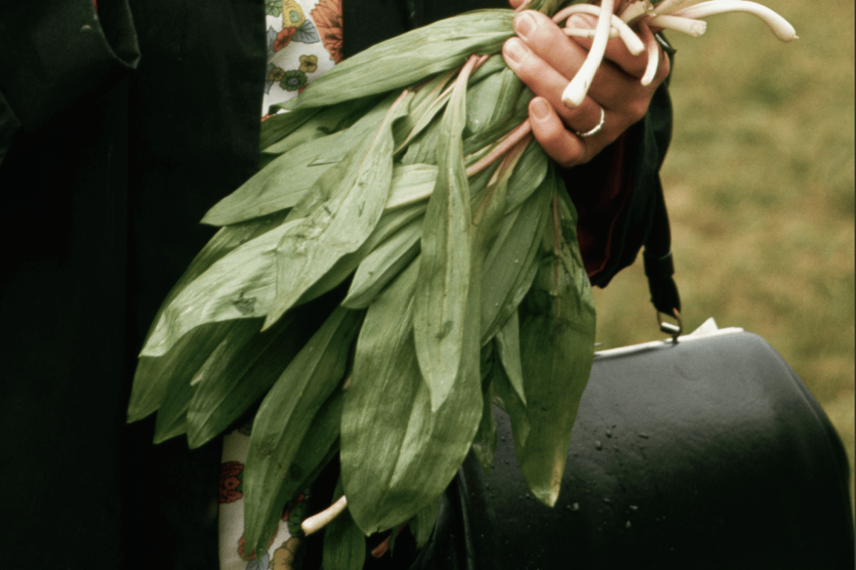 It Isn't Too Late to Forage for Ramps and Make Ramp Focaccia with ...