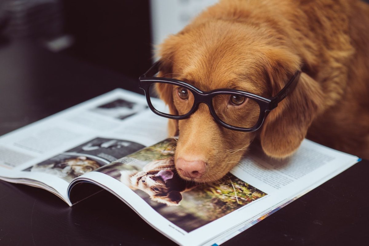 Can Extending Canine Life Extend Human Life? - InsideHook