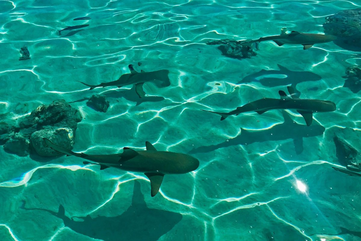 Do Sharks Use Magnetism to Navigate the Ocean? - InsideHook