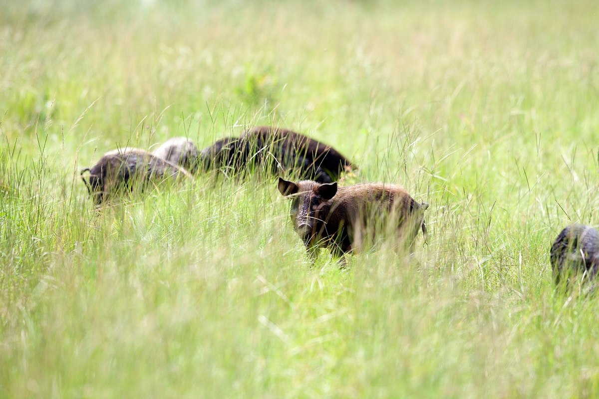 Feral Hogs Release 5.4 Million Tons of Carbon Dioxide - InsideHook