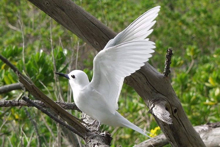 Honolulu Is Home to a Growing White Tern Population - InsideHook