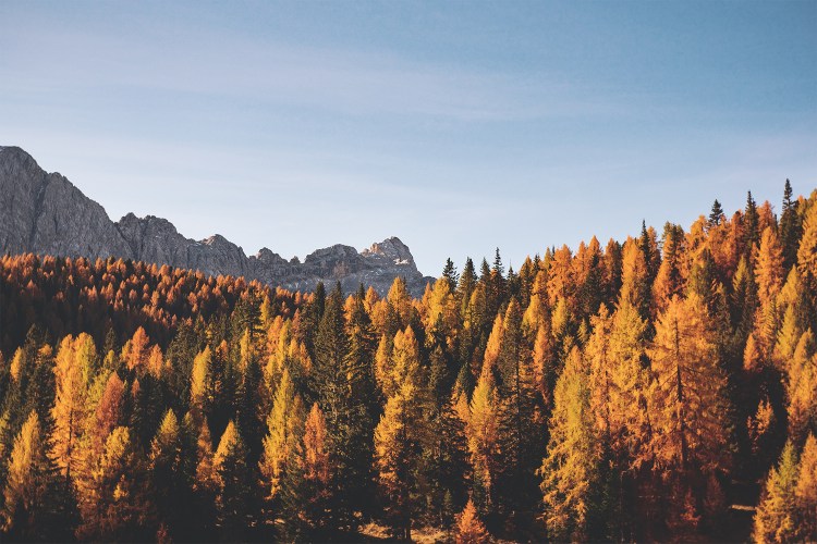 Climate Change Is Already Ruining Fall Foliage - InsideHook