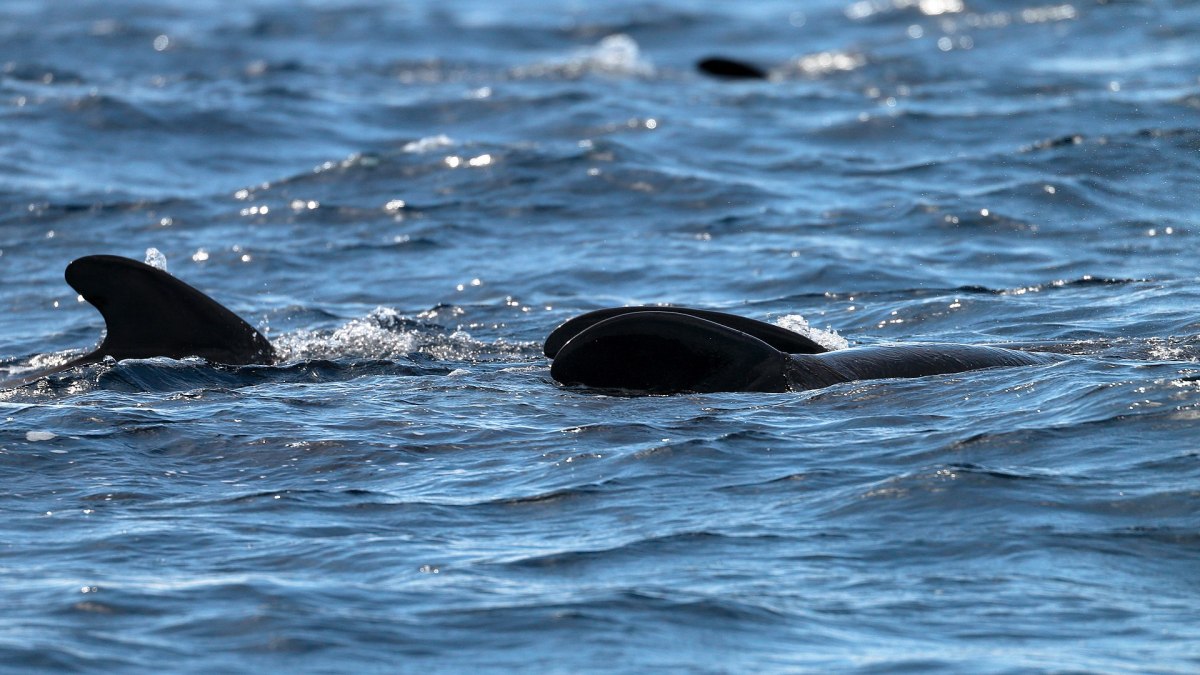 Scientists Just Learned What Can Scare a Killer Whale - InsideHook