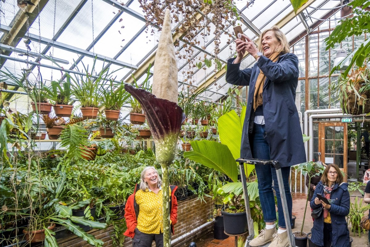 Rare Penis Plant Blooms in Europe for First Timein 25 Years - InsideHook