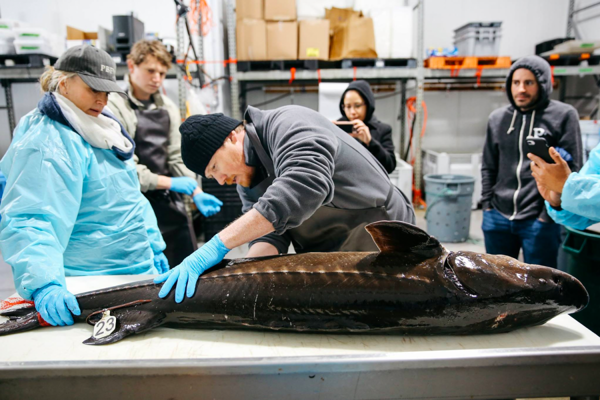 Do You Have Any Idea Where Your Caviar Comes From? - InsideHook