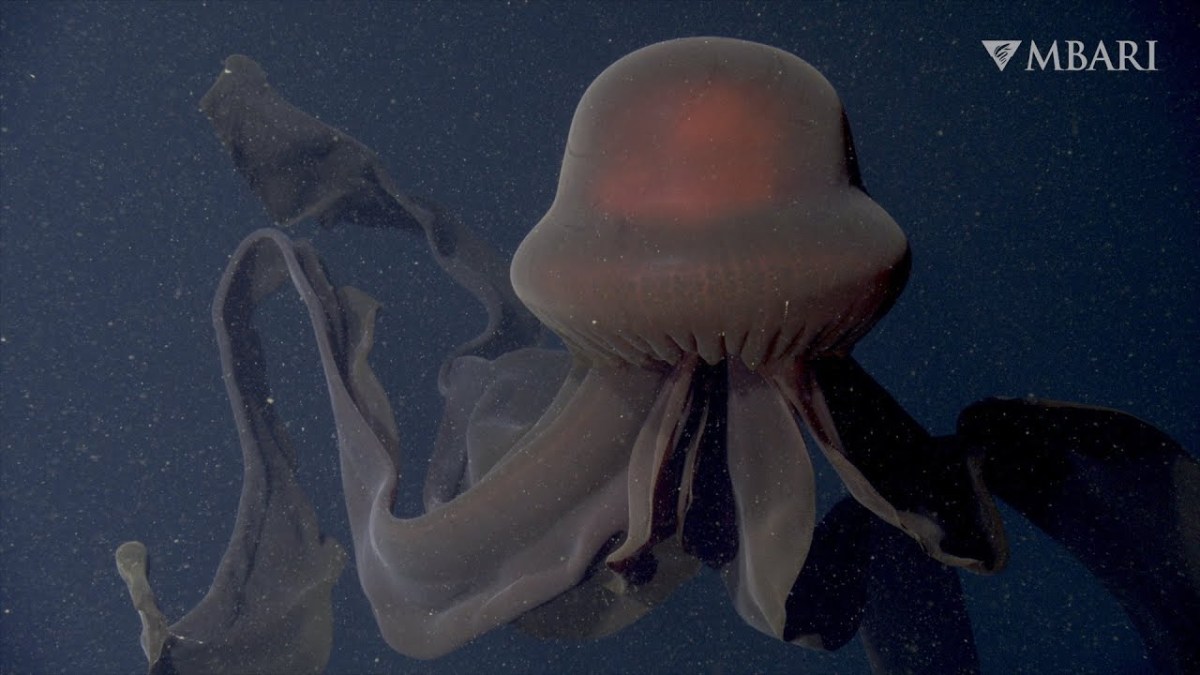 Scientists Record Footage of Massive, Mysterious Jellyfish - InsideHook
