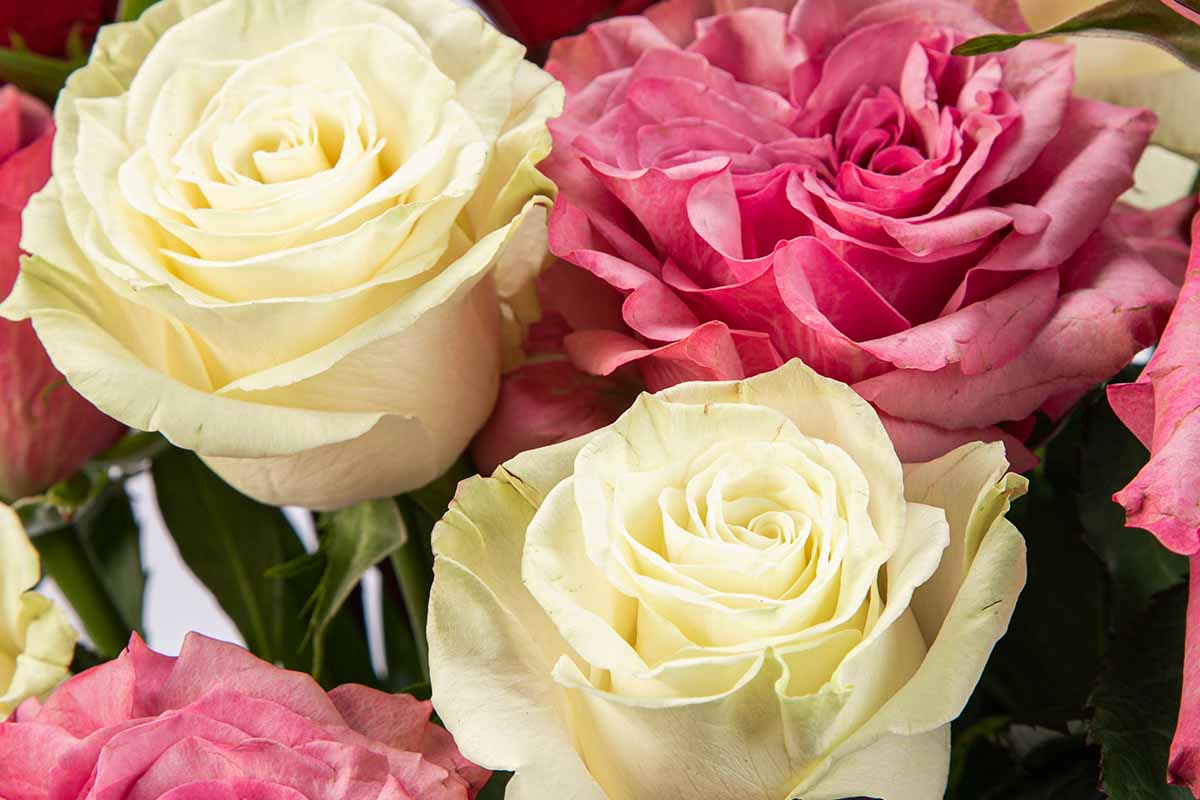 The Best Online Florists for Any Occasion - InsideHook