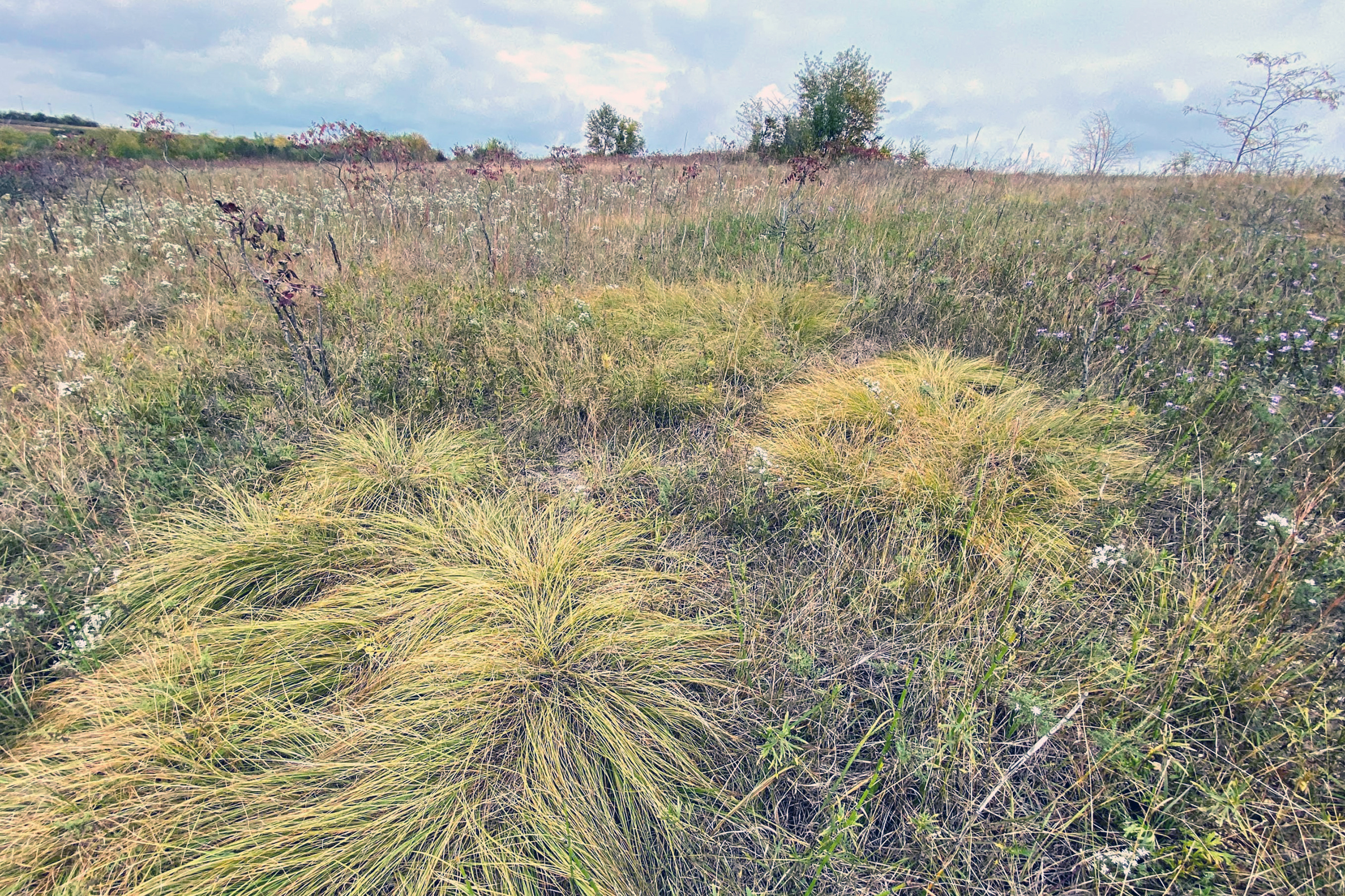 Why the Prairie State May Soon Lose a 1,000-Year-Old Prairie - InsideHook