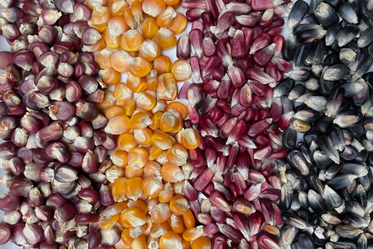 Dallas Chef Olivia Lopez Started a Business to Spotlight Mexico’s ...