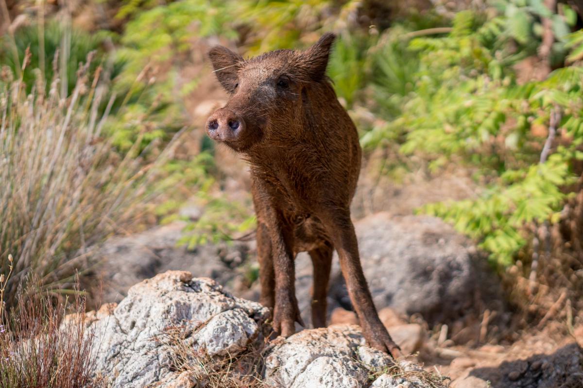 Can California Solve Its Feral Pig Problems? - InsideHook