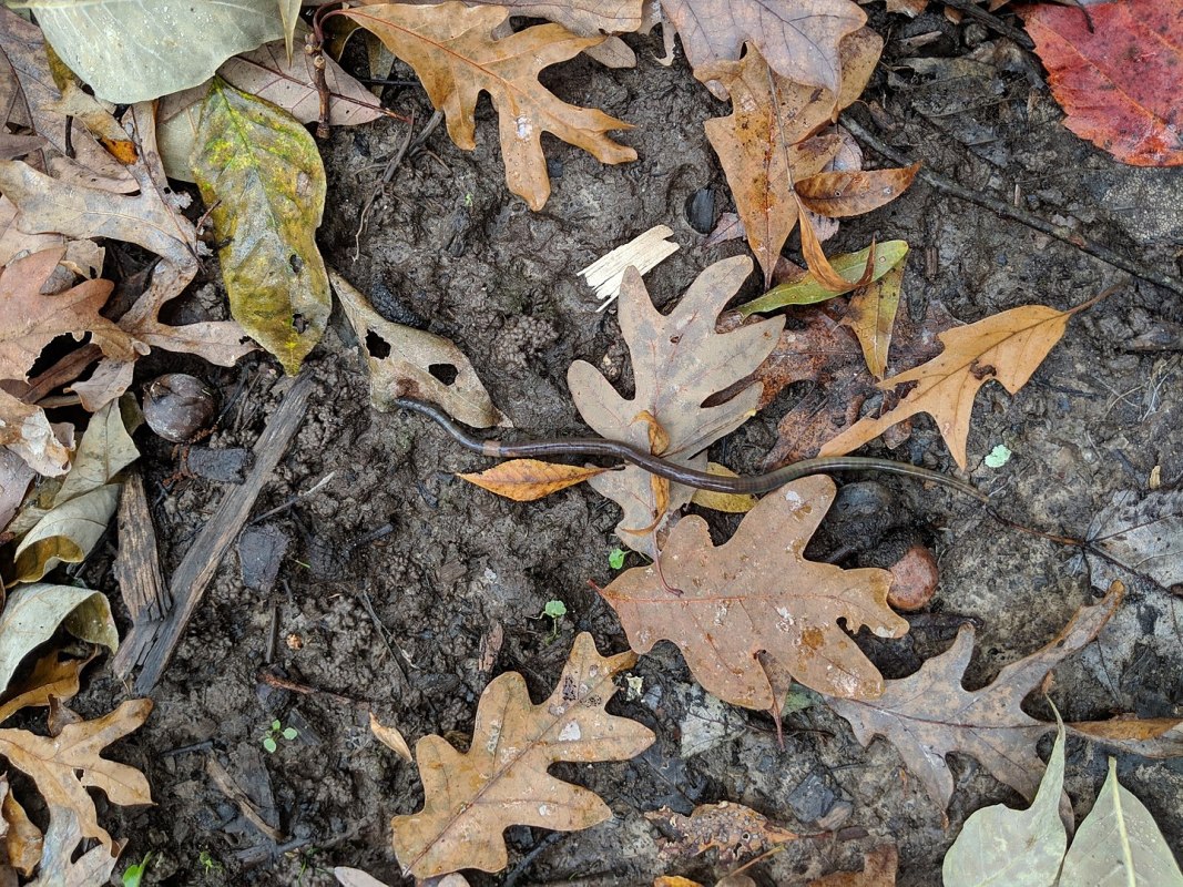 Jumping Worms Arrive in California - InsideHook