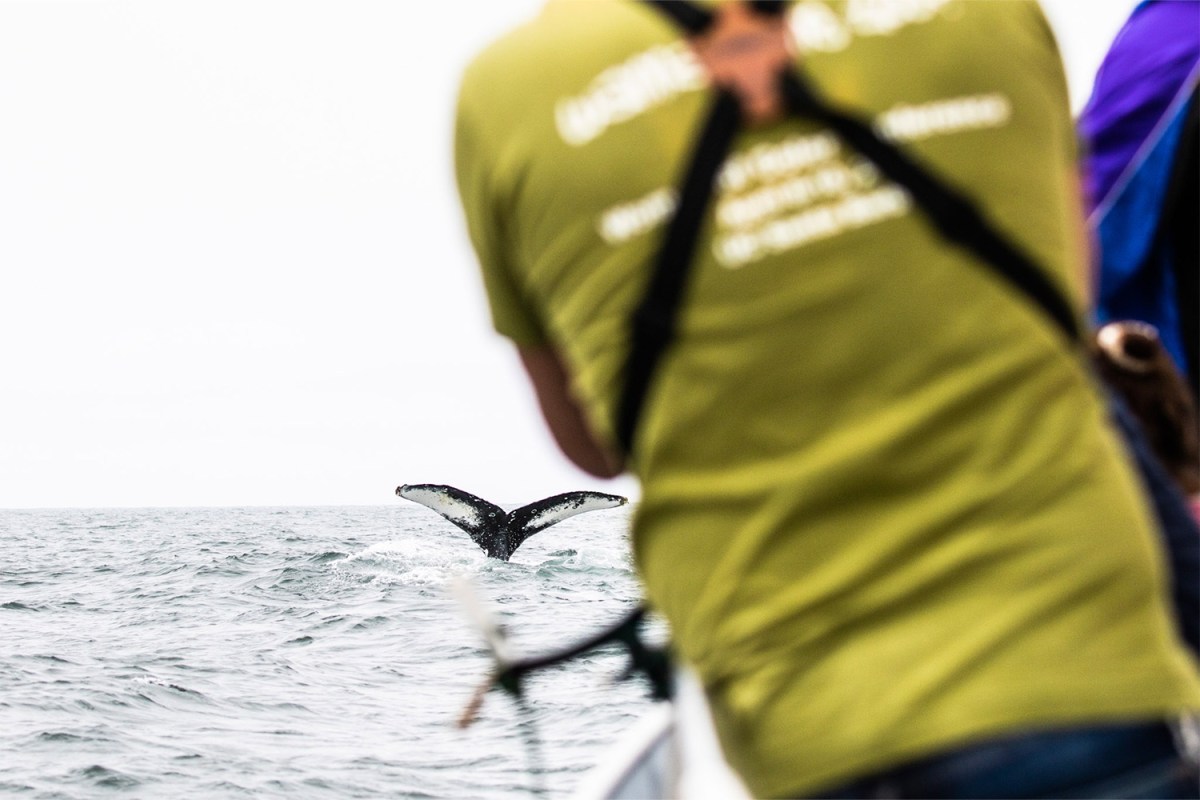 There’s No Better Time Than Right Now To See Whales in SF - InsideHook