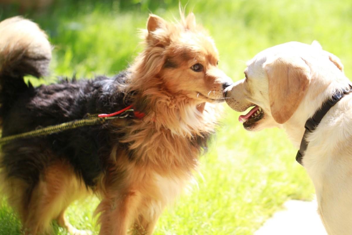 Do We Choose Our Friends by Sniffing Them? A New Study Says Yes ...