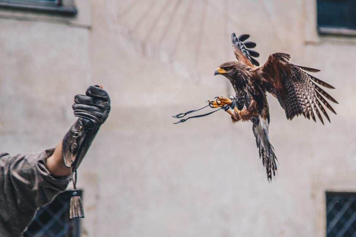 How Falcons Improved Tourism at the Jersey Shore - InsideHook