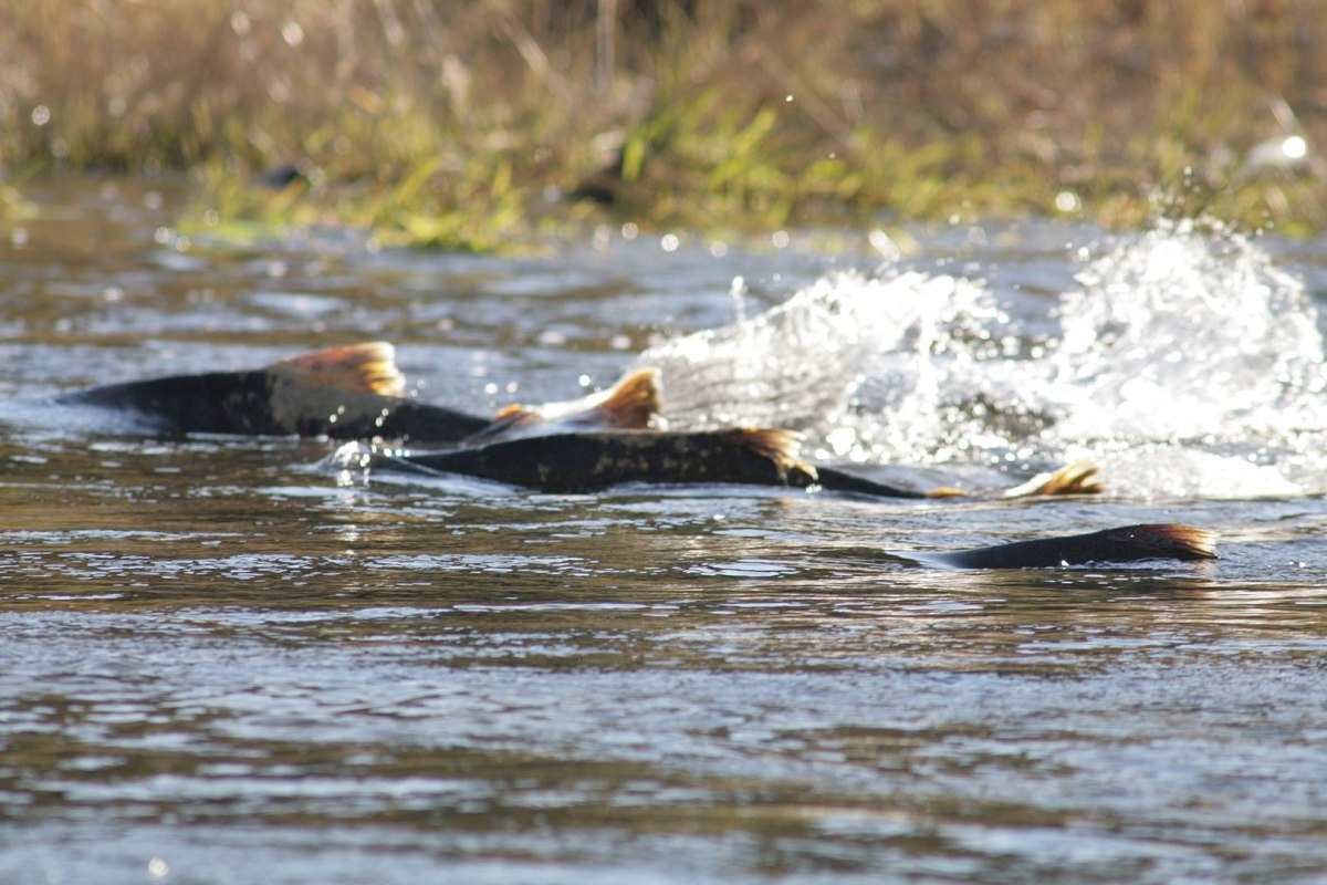 Chinook Salmon Returned to McCloud River - InsideHook