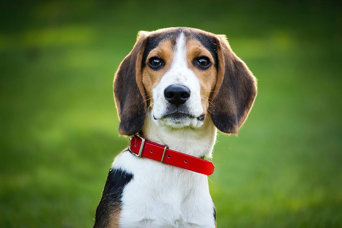 Beagles Adorably Sniff Out Illicit Agriculture at Airports - InsideHook