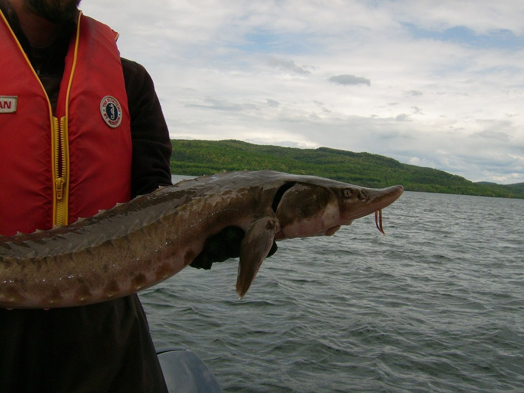 Climate Change Might Mean More Big Fish - InsideHook