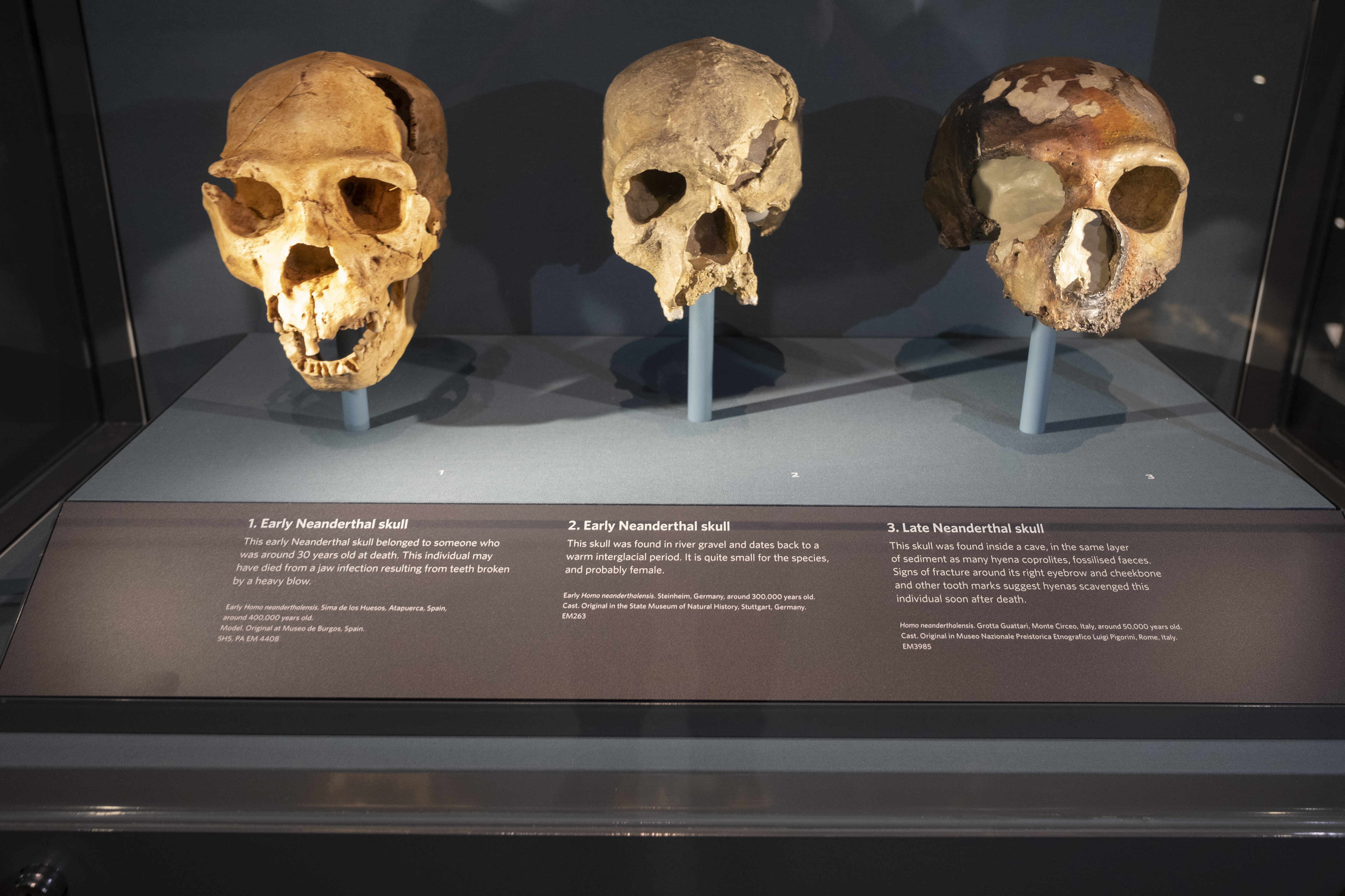 The Key Difference Between Human and Neanderthal Brains - InsideHook