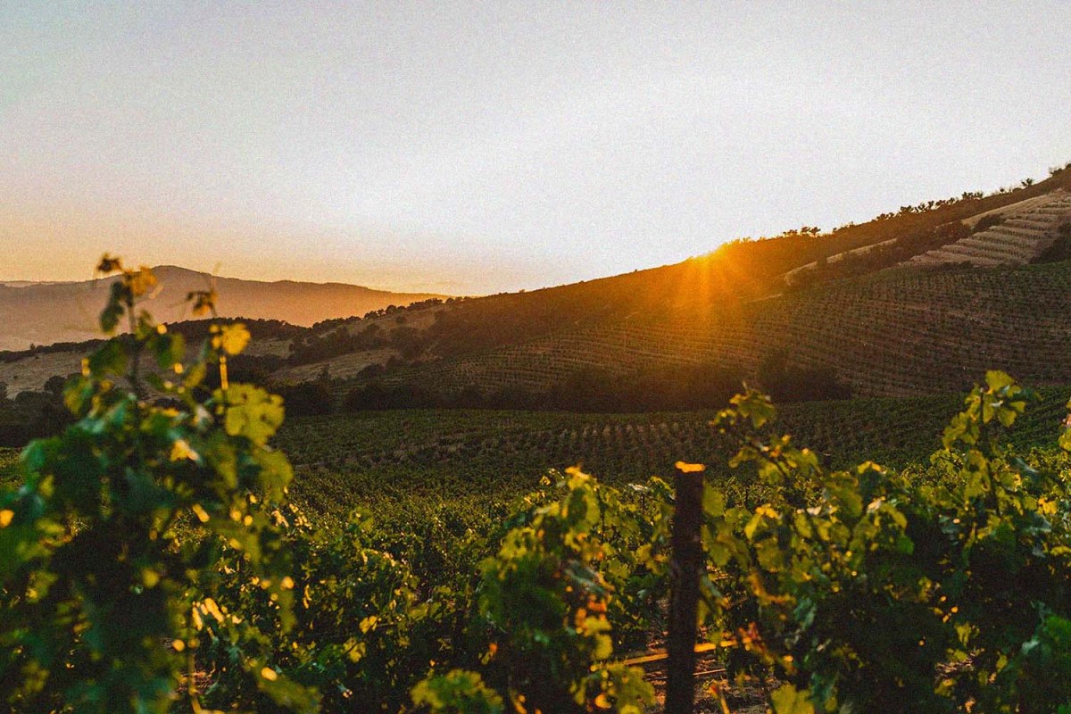 10 Sustainable Wineries to Add to Your Sonoma Itinerary - InsideHook
