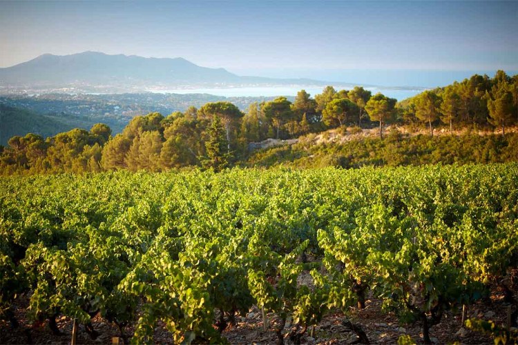 Wines from Bandol, France's Hidden Gem of a Wine Region - InsideHook