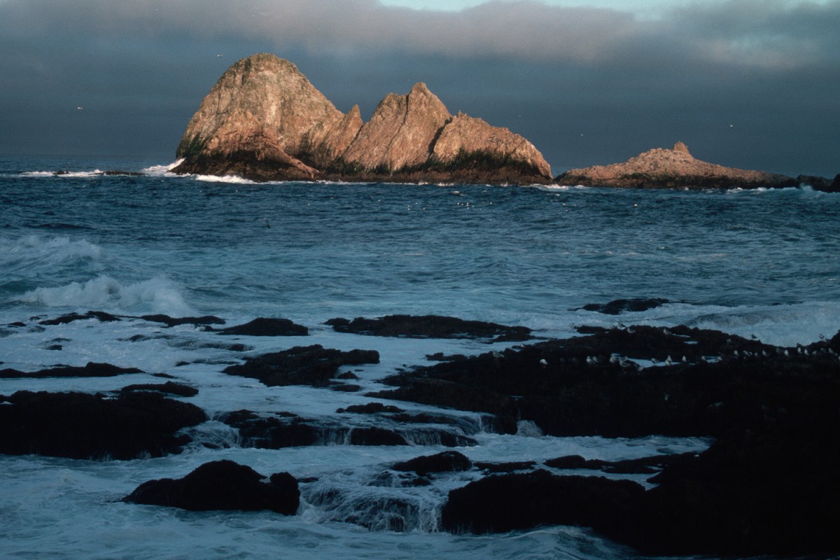 Celebrate Sharktober with a Shark Watching Trip to the Farallon Islands ...
