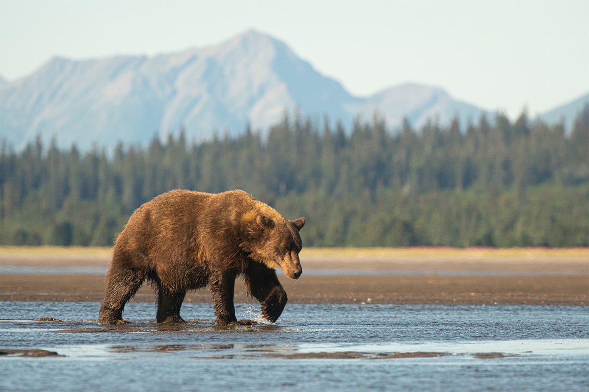 What Is Fat Bear Week and Should You Care About It? - InsideHook