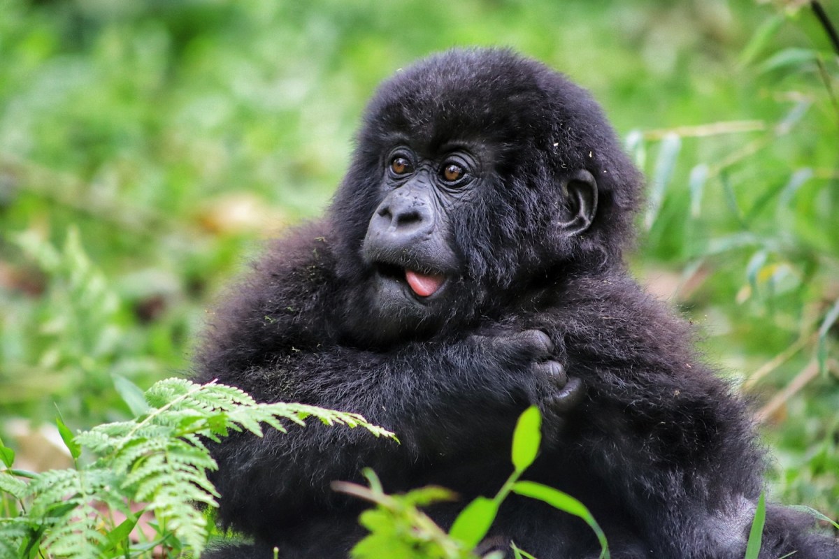 Amid the Gorillas of the Albertine Rift: A 10-Day Trek in East Africa ...